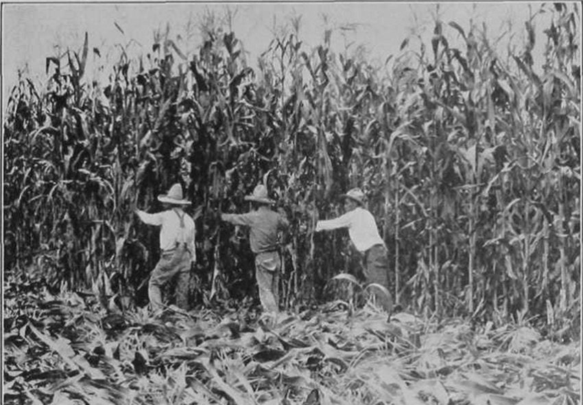 Maíz Stories: How Heirloom Corn Is Reclaiming the Soul of Mexican Cuis